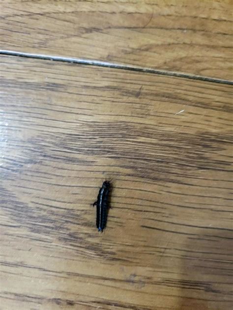 Crawled Out From My Planter Box Rwhatsthisbug