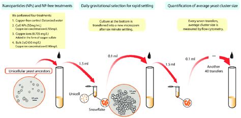 Experimental Evolution Of Simple Multicellularity In Yeast With Copper