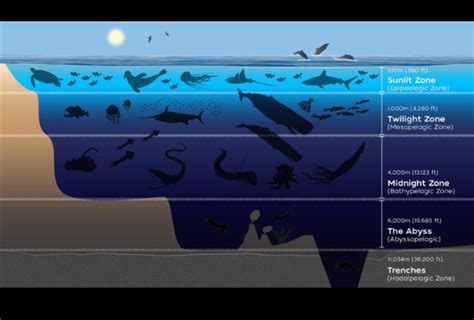 Motion 035 Protecting The Oceans Mesopelagic Zone At A Critical