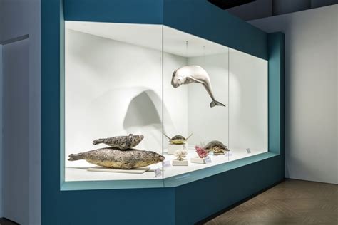 멸종위기 해양생물 한눈에국립인천해양박물관 ‘고래와 인간 특별전 문화일보