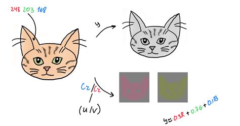 Decoding Avif Deep Dive With Cats And Imgproxy—martian Chronicles