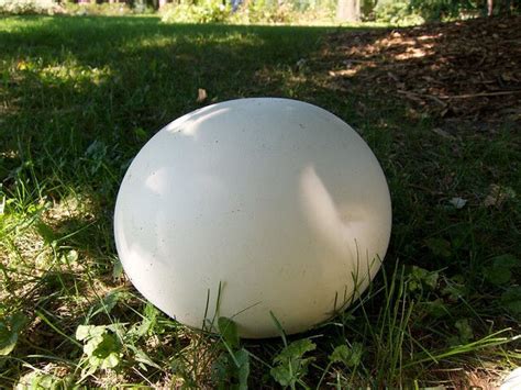 Giant Puffball Mushroom Identification And Recipes Uk