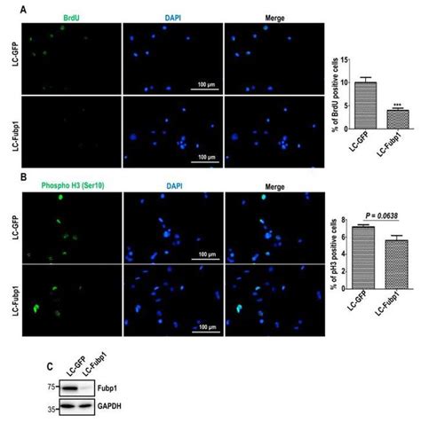 Brdu Monoclonal Antibody Bu 1 Ma3 071