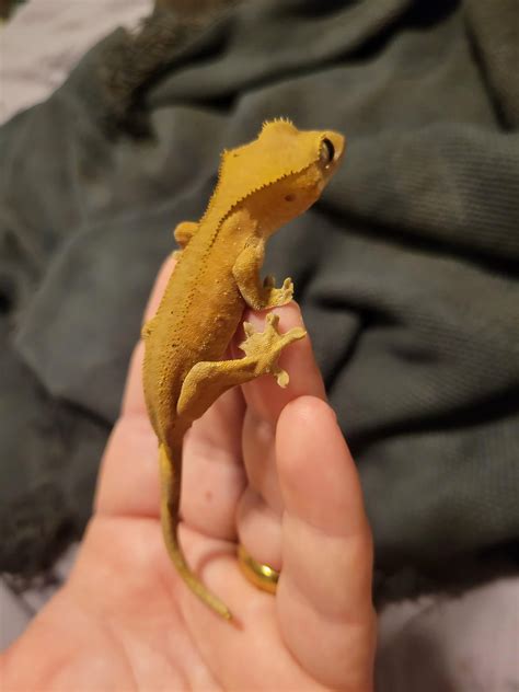 8 9 Month Old Crestie Are They A Good Weight Also Any Idea What Sex