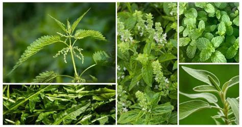 5 Herbs High In Potassium The Botanical Institute