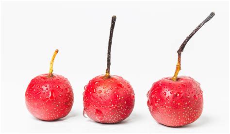 Hloh Obyčajný účinky Na Zdravie Kvalitnezdraviesk