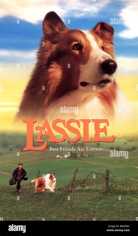 Lassie Sammlung Fotos Und Bildmaterial In Hoher Auflösung Alamy