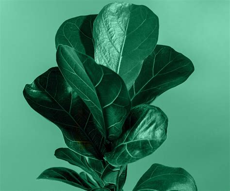 What Is The Best Soil For Fiddle Leaf Figs Homes And Gardens