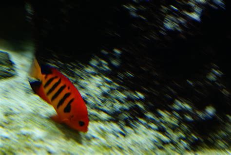 Song 2 By P Ixie On Deviantart