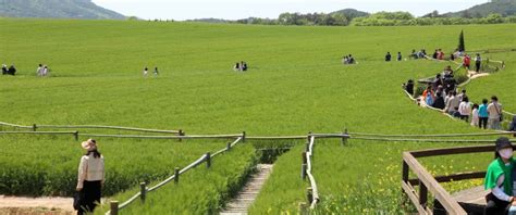 초록물결 넘실…고창 청보리밭축제 20일 개막 파이낸셜뉴스