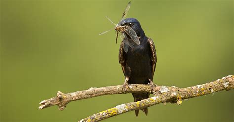 How To Attract Purple Martins The Garden Magazine