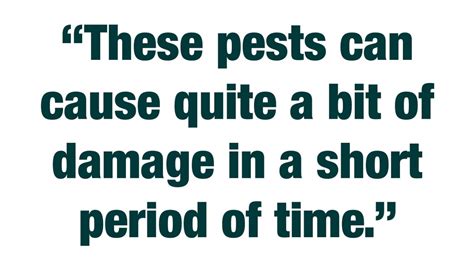 Even Pest Experts Can Have Termites Catseye Pest Control