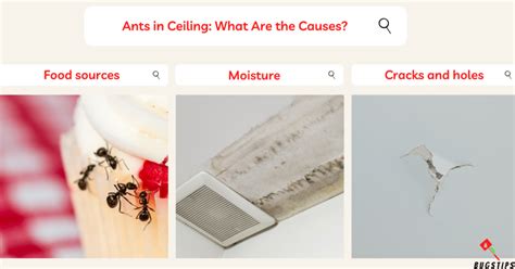 Defeating Ants In Ceiling The Ultimate Guide Bugstips