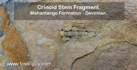 Fossil Identification For The Devonian Mahantango Fossil Formation