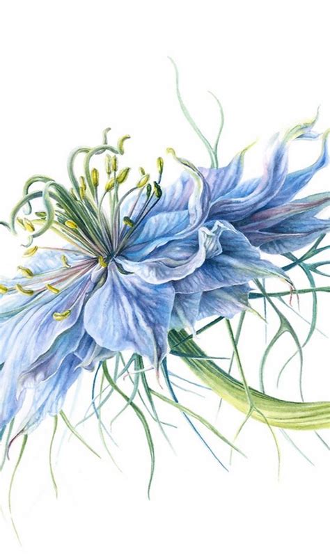 Botanical Art Talks JULIA TRICKEY Botanical Illustration Watercolor