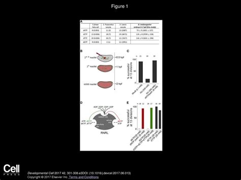 Dynamic Control Of Dntp Synthesis In Early Embryos Ppt Download