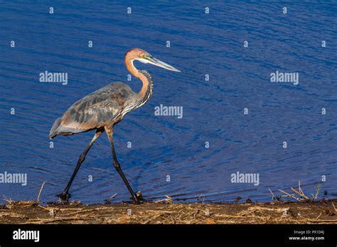 Goliath Heron In Kruger National Park South Africa Specie Ardea