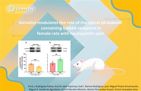 Alonso Guasti Estradiol Modulates The Role Of The Spinal α6 Subunit