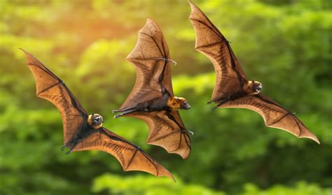 How Bats Use Echolocation To Hunt Prey Earth Com