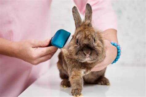 What Do Rabbit Ear Positions Mean Unraveling The Secrets Of Bunny Body