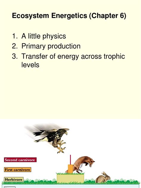 Understanding Energy Flow Through Ecosystems Primary Production Trophic Transfer Efficiency