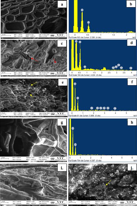 Scanning Electron Microscopy For Plant Tissues With Edax Showing The