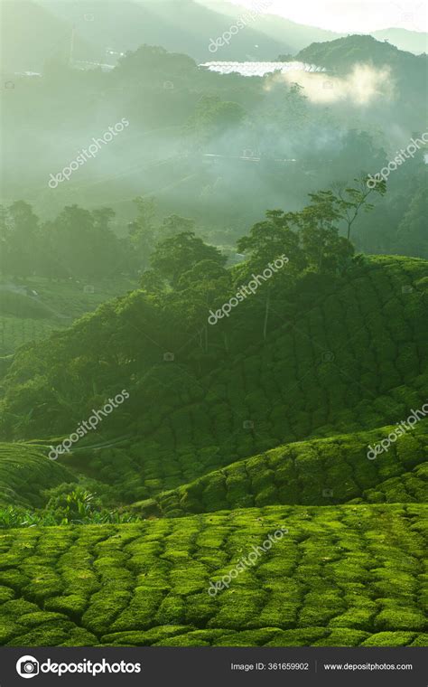 Tea Plantations Cameron Highlands Malaysia Sunrise Early Morning Fog