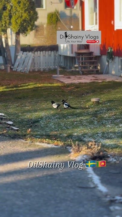 Magpie Bird 🐦 Skata Fågel 🐦 මැග්පී කුරුල්ලා 🐦 Sweden🇸🇪 Birds Bird