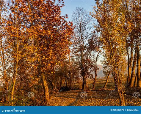 Trees Leave Turn Orange In The Fall Season Stock Image Image Of Cultivated Growth 235397575