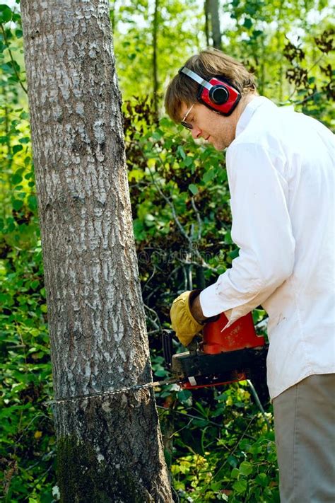 Man Cutting Down A Tree Stock Image Image Of Lumber 11084917