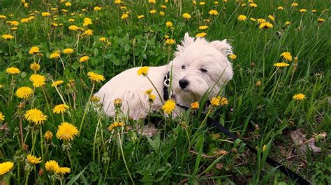 웨스티 웨스트 하이랜드 화이트 테리어 강아지 종류 성격 네이버 블로그