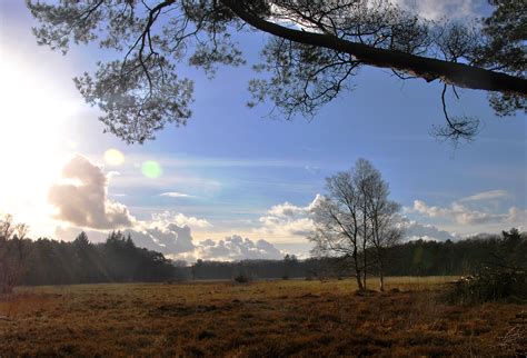 Tree Branch Clouds Free Photo On Pixabay Pixabay