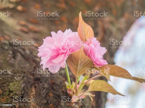 피는 분홍색 사쿠라 벚꽃 또는 일본 벚꽃 꽃 Prunus Serrulata 가지 부드러운 초점 천연 보케 꽃 배경 닫기 0명에 대한 스톡 사진 및 기타 이미지 Istock
