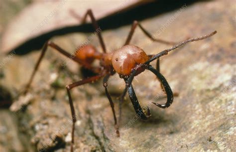 Close Up Of A Soldier Army Ant Stock Image Z345 0191 Science