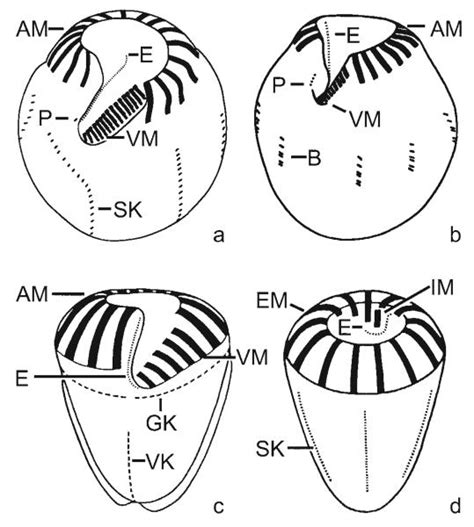 A Cladistic Approach For The Classification Of Oligotrichid Ciliates