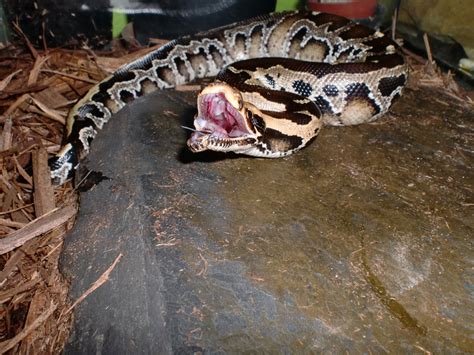 Python Curtus Agresivita