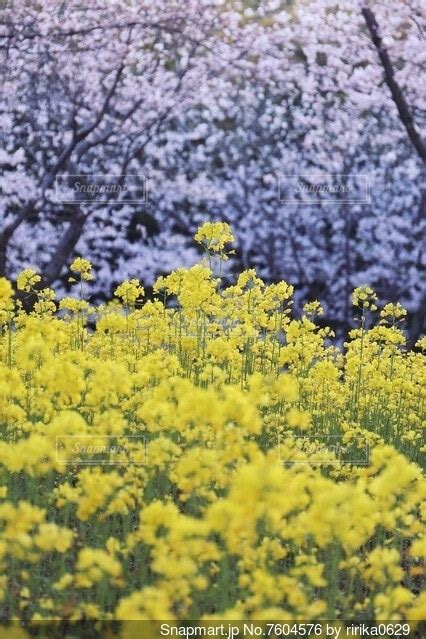 桜の木と菜の花の写真・画像素材 7604576 Snapmart（スナップマート）