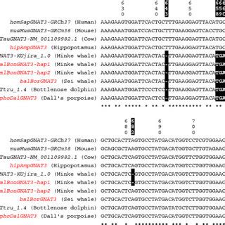 A Multiple Alignment Of Partial Nucleotide Sequences Of The 6th Exon Of