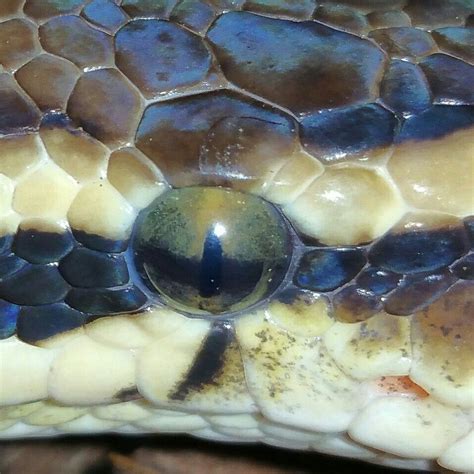 Ball Python Eye