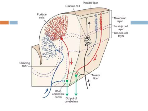 Cerebellum And Its Connections Pptx