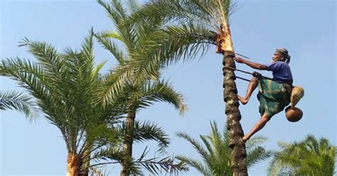 খেজুর রসের ইতিহাস ও গাছির গল্প The Dhaka Times