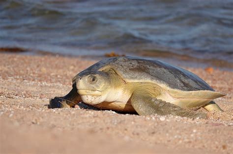 Flatback Turtle Monitoring Program Elemental Consulting Services Ecs