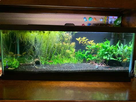 Peacock Gudgeon Tank Raquariums