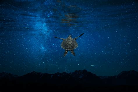 ليان ماجد الصدي On Behance