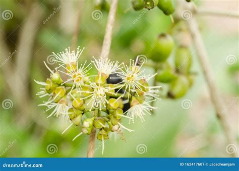 Jamun Flowers Stock Image Image Of Fresh Cyzygium 162417607