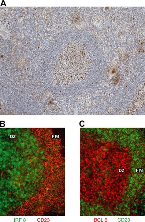 Immunohistochemical Staining Of Frozen Sections From Tonsil A Download Scientific Diagram