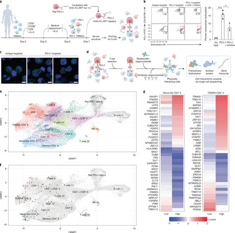 Photag And Multiomics Single Cell Sequencing Analysis Of Transient