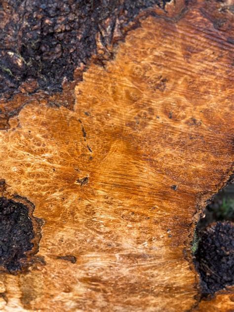 Large Figured Maple Burl Slab 44 X 22 X 3 Etsy