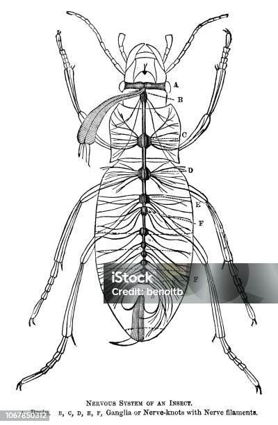 곤충의 신 경계 곤충에 대한 스톡 벡터 아트 및 기타 이미지 곤충 인간 신경계 0명 Istock