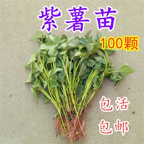 求购红薯苗 红薯高产种植 油茶苗批发 大山谷图库